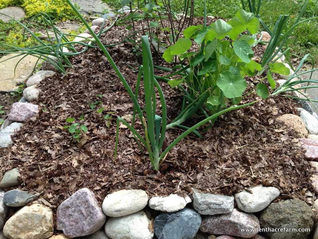5 Types of Mulch for the Permaculture Garden - Tenth Acre Farm