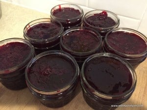 How to Grow and Use Currant Bushes - Tenth Acre Farm