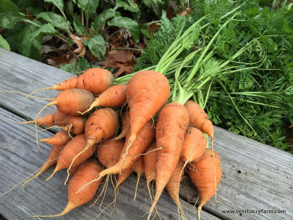 November Garden Guide: Planning, Planting, and More - Tenth Acre Farm
