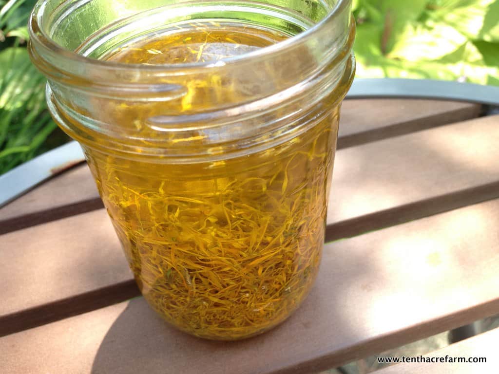 How to Make Healing Calendula Oil - Tenth Acre Farm