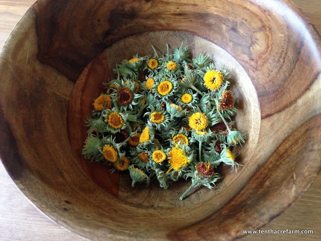 How to Make Healing Calendula Oil - Tenth Acre Farm