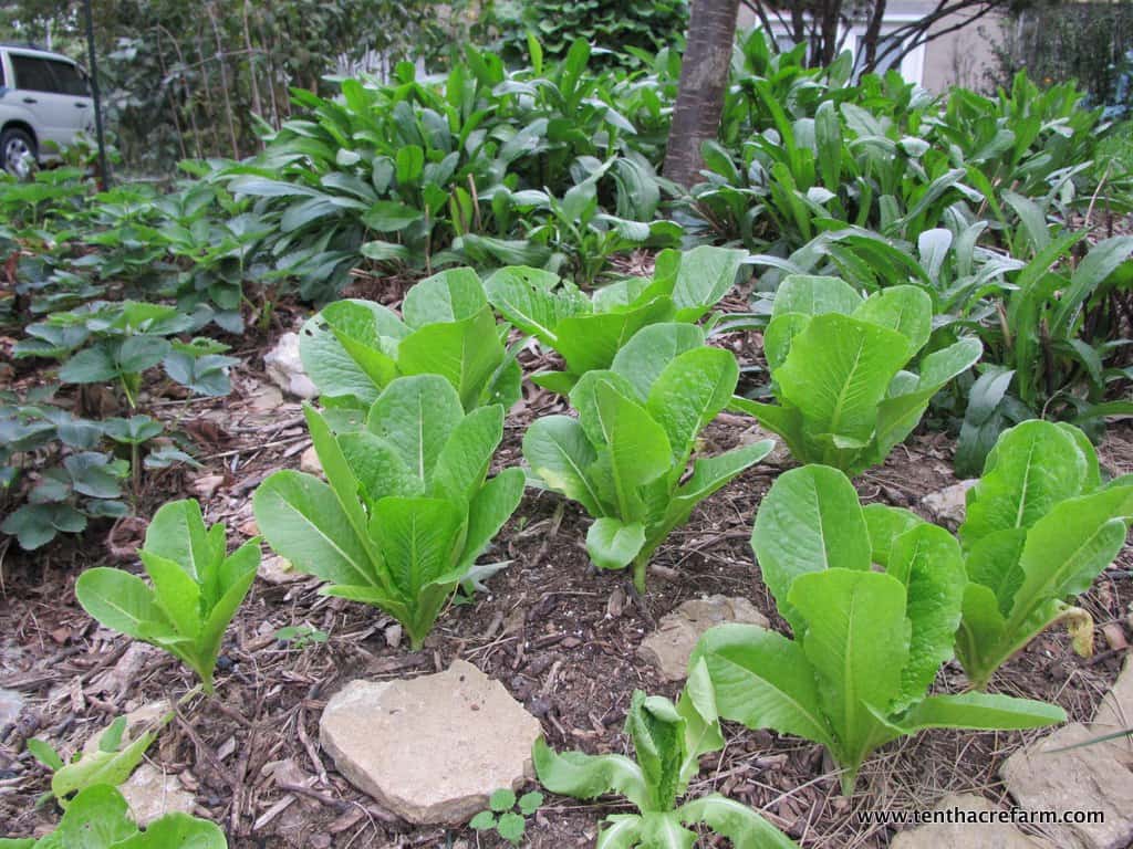 August Garden Guide: Planning, Planting, and More - Tenth Acre Farm