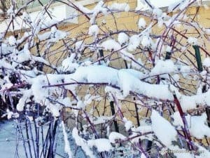 How to Grow Black Raspberries - Tenth Acre Farm