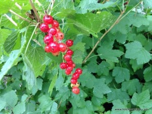 How to Grow and Use Currant Bushes - Tenth Acre Farm