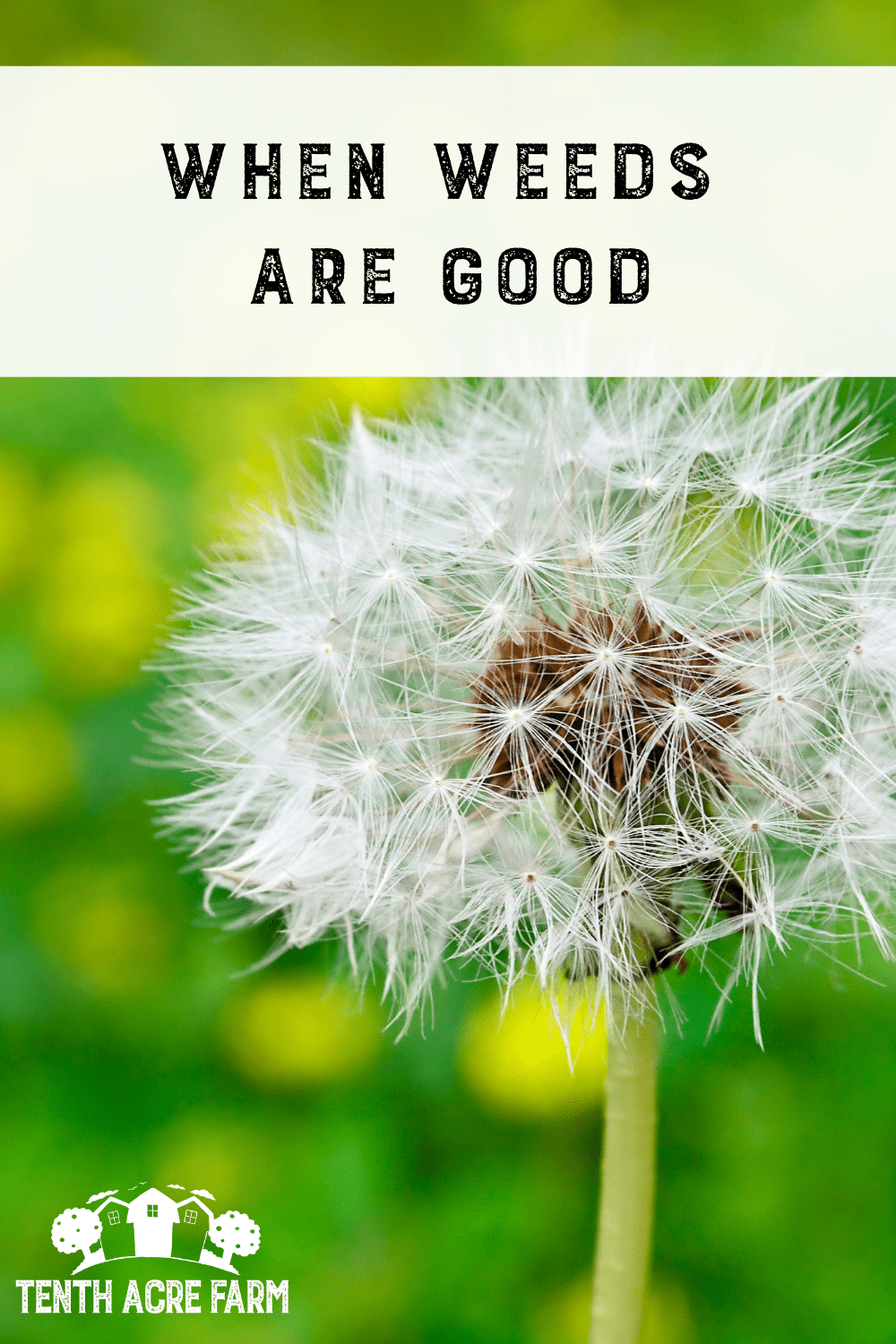 When Weeds are Good - Tenth Acre Farm