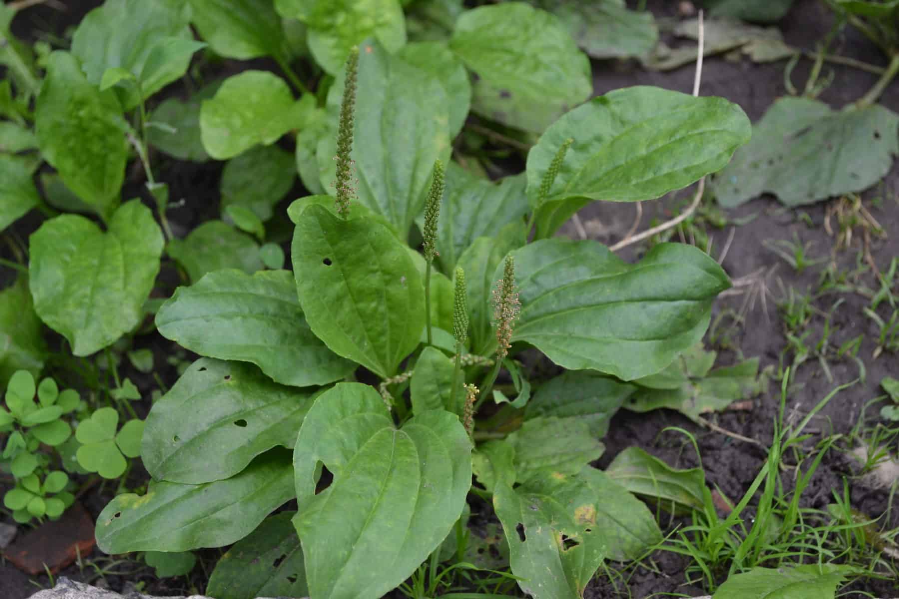 When Weeds are Good - Tenth Acre Farm
