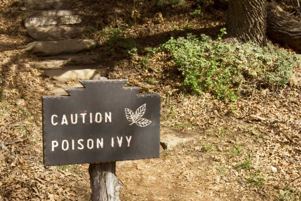 How to Kill Poison Ivy in 5 Steps - Tenth Acre Farm