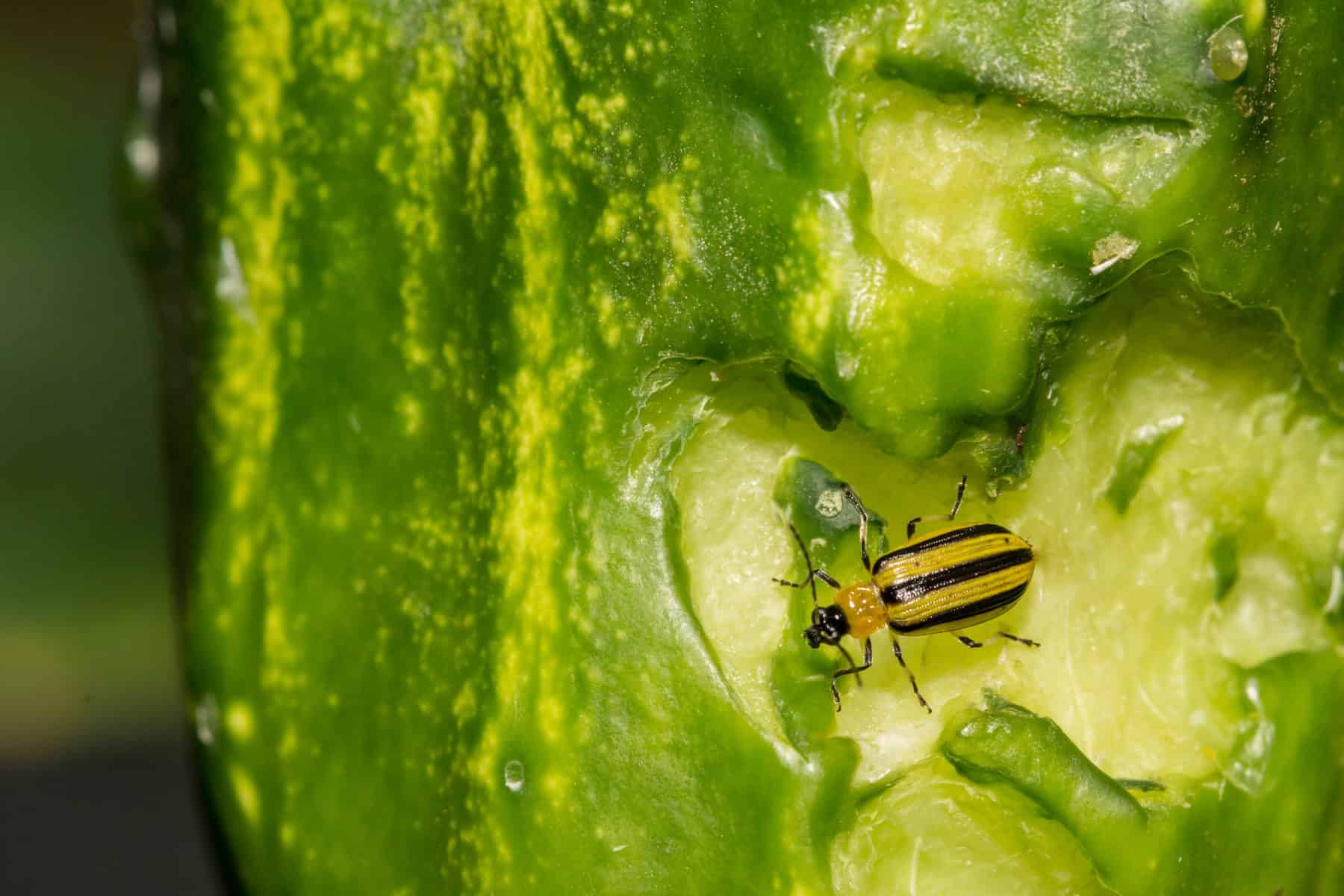 Grow the Best Cucumbers with These 12 Steps - Tenth Acre Farm