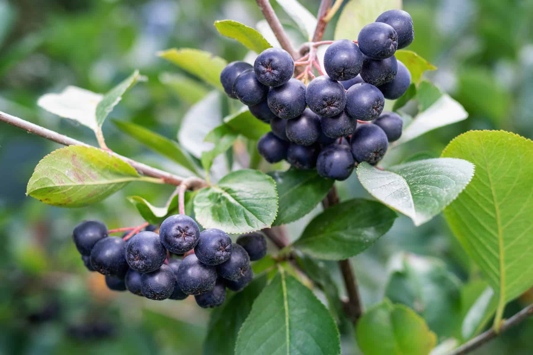 All About Aronia: Grow Your Own Superfood Berries - Tenth Acre Farm