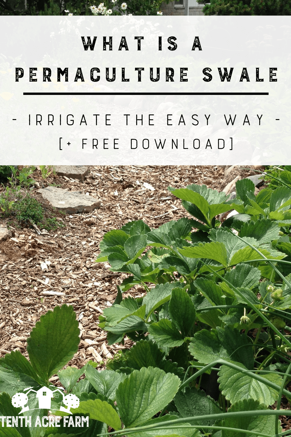 What is a Permaculture Swale: Irrigate the Easy Way [+ Free Download ...