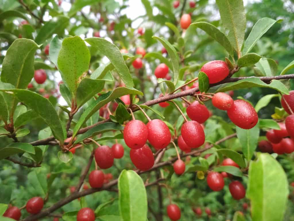 4 Berry Bushes that Fertilize, Too! - Tenth Acre Farm