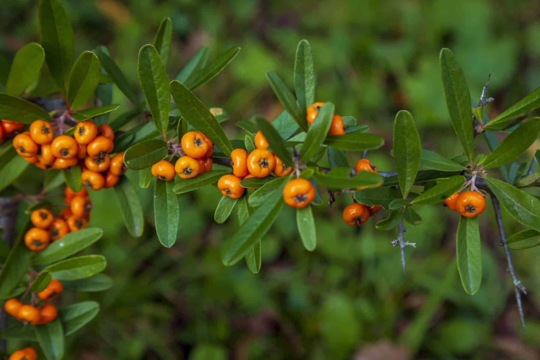4 Berry Bushes that Fertilize, Too! - Tenth Acre Farm