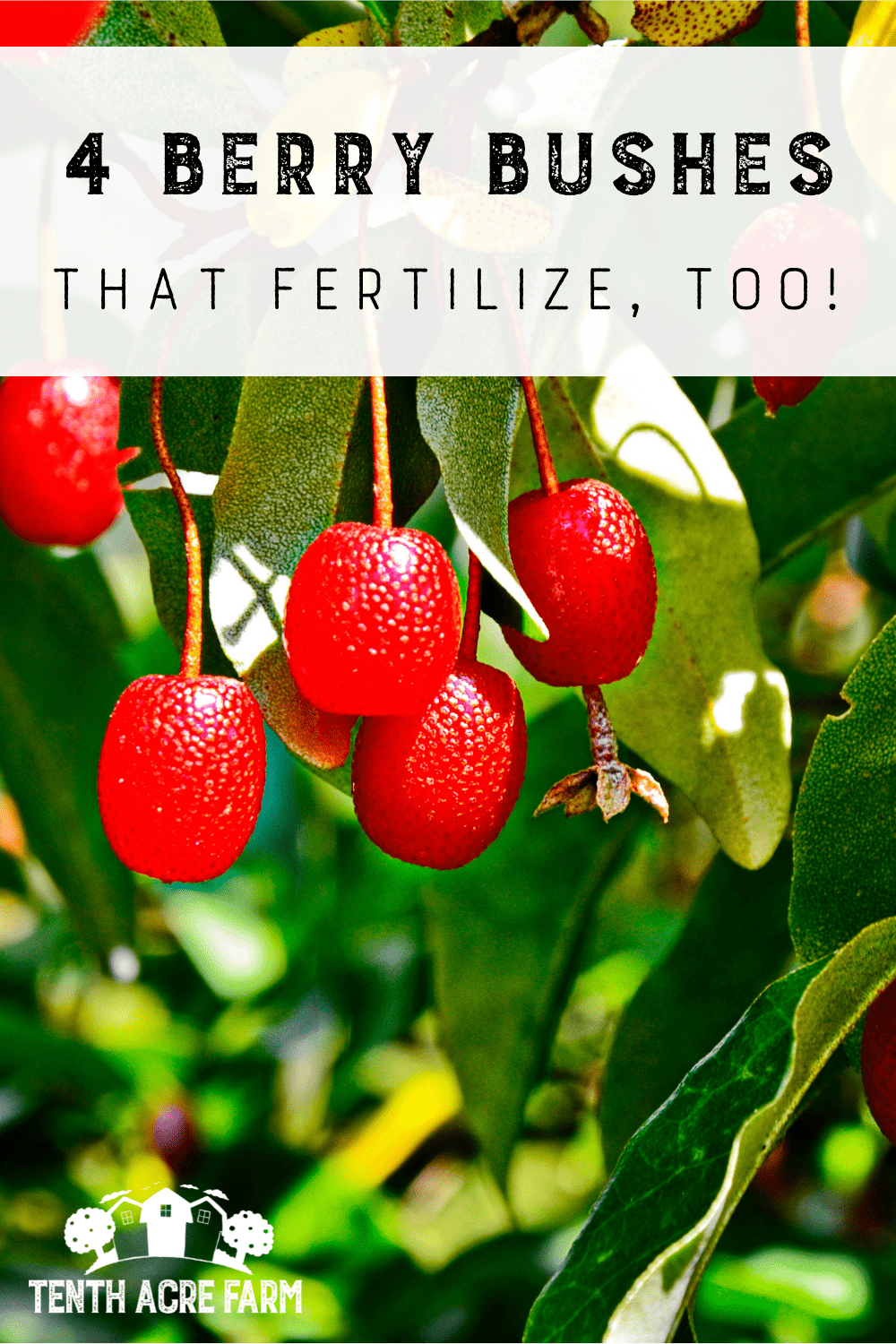 4 Berry Bushes that Fertilize, Too! - Tenth Acre Farm