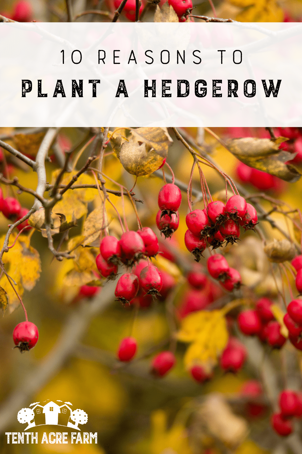 10 Reasons to Plant a Hedgerow - Tenth Acre Farm