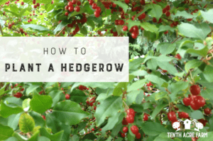 How to Plant a Hedgerow - Tenth Acre Farm