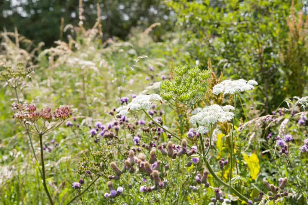 10 Reasons to Plant a Hedgerow in the Home Landscape - Tenth Acre Farm
