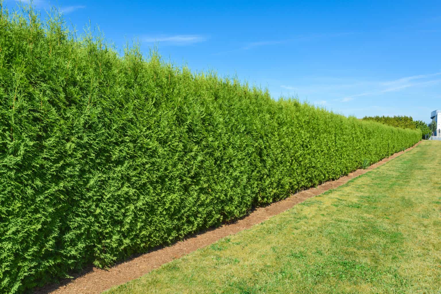 10 Reasons to Plant a Hedgerow in the Home Landscape - Tenth Acre Farm