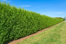 10 Reasons to Plant a Hedgerow in the Home Landscape - Tenth Acre Farm