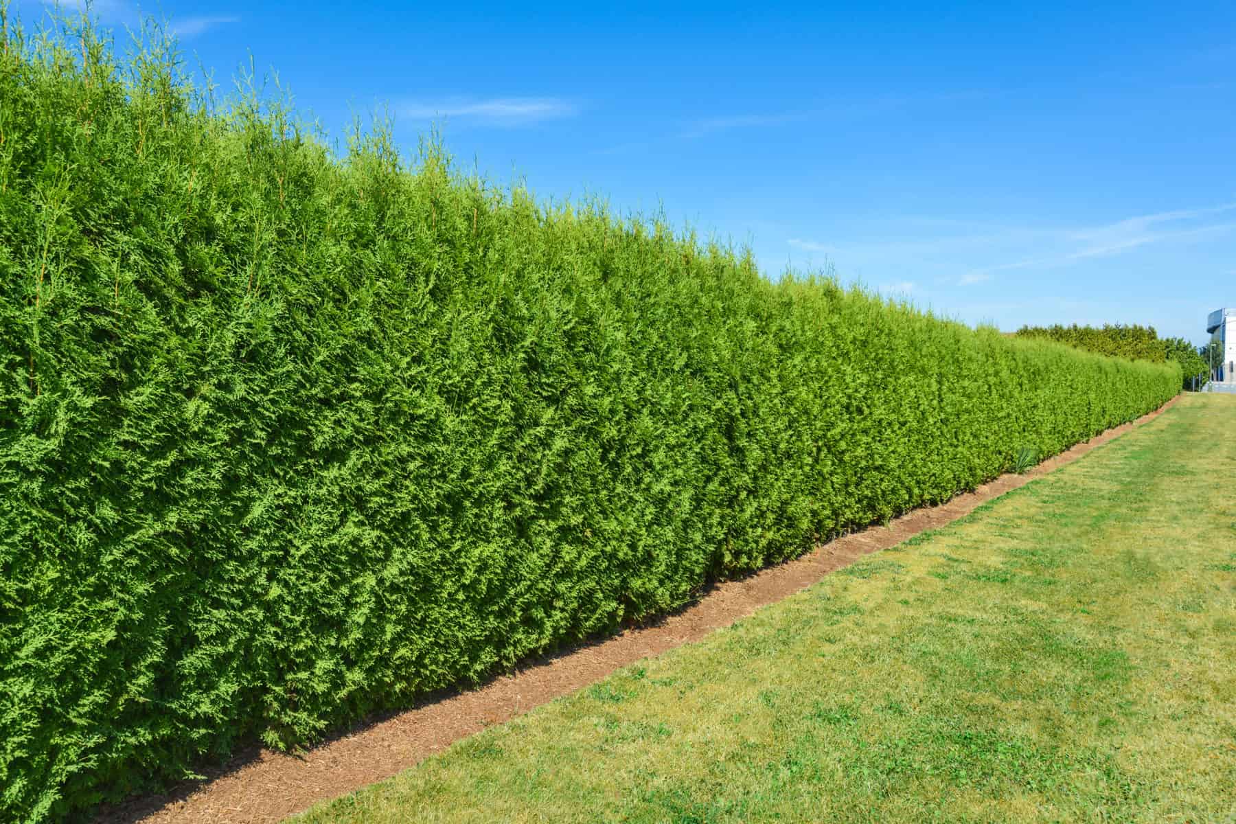 10 Reasons to Plant a Hedgerow in the Home Landscape - Tenth Acre Farm