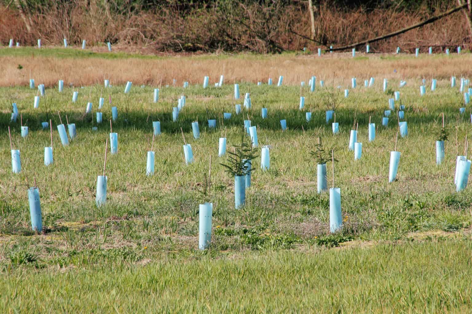 10 Reasons to Plant a Hedgerow in the Home Landscape - Tenth Acre Farm