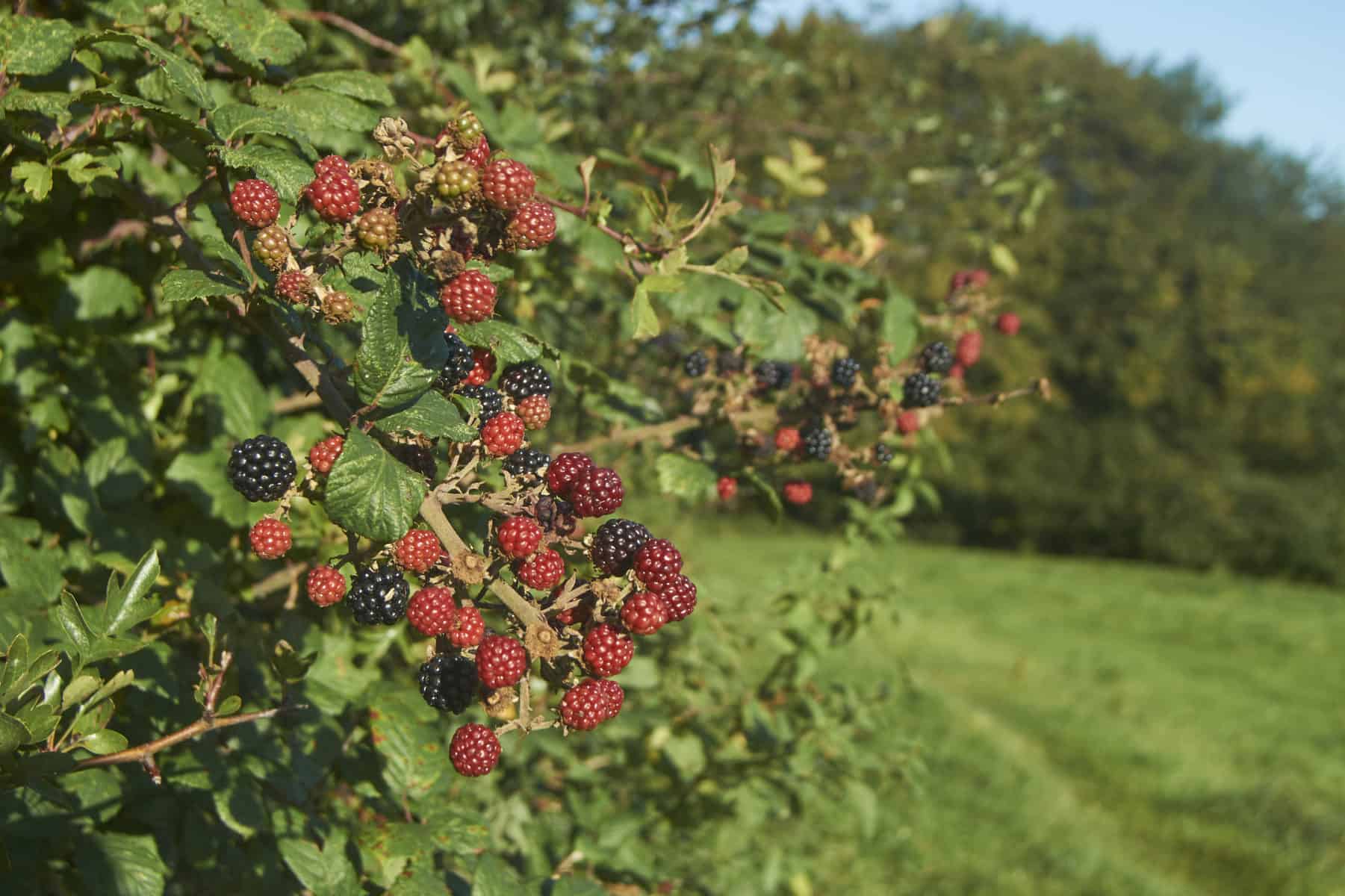 10 Reasons to Plant a Hedgerow in the Home Landscape - Tenth Acre Farm