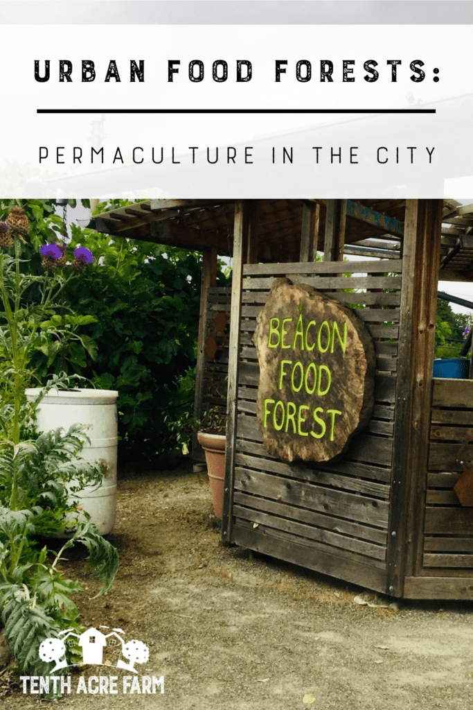 Urban Food Forests: Demonstrating City Permaculture - Tenth Acre Farm