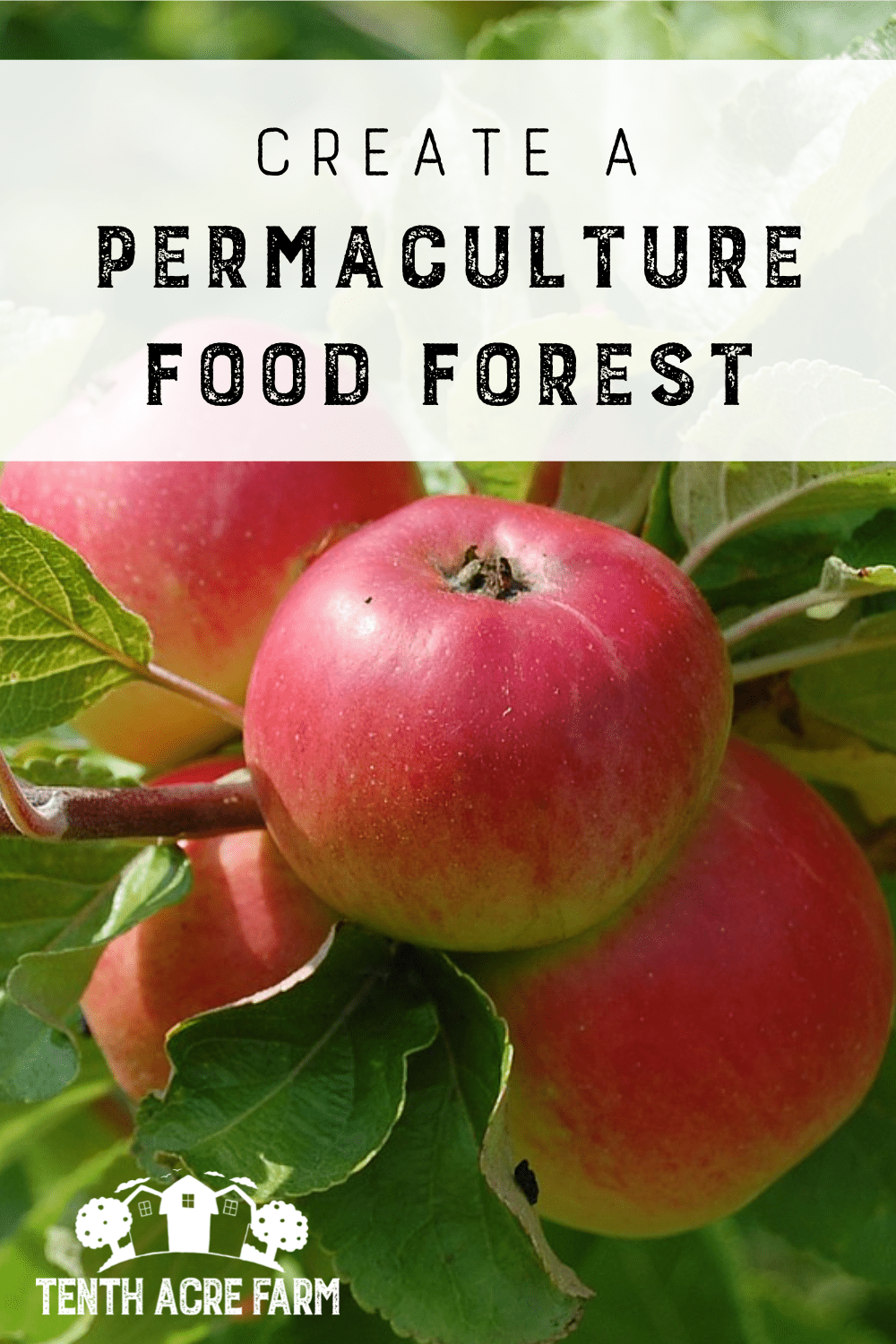 Create a Permaculture Food Forest - Tenth Acre Farm