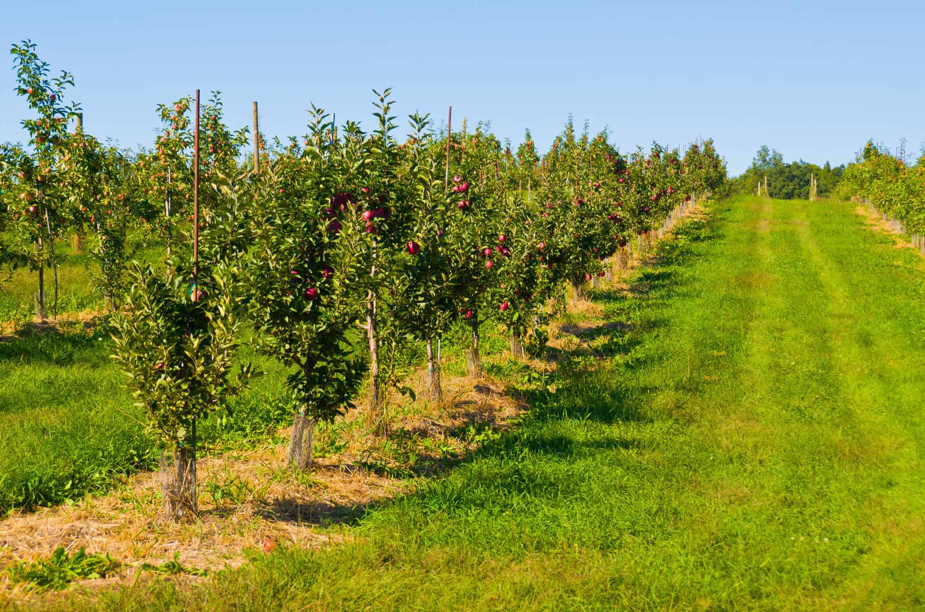 How to Create a Permaculture Food Forest - Tenth Acre Farm
