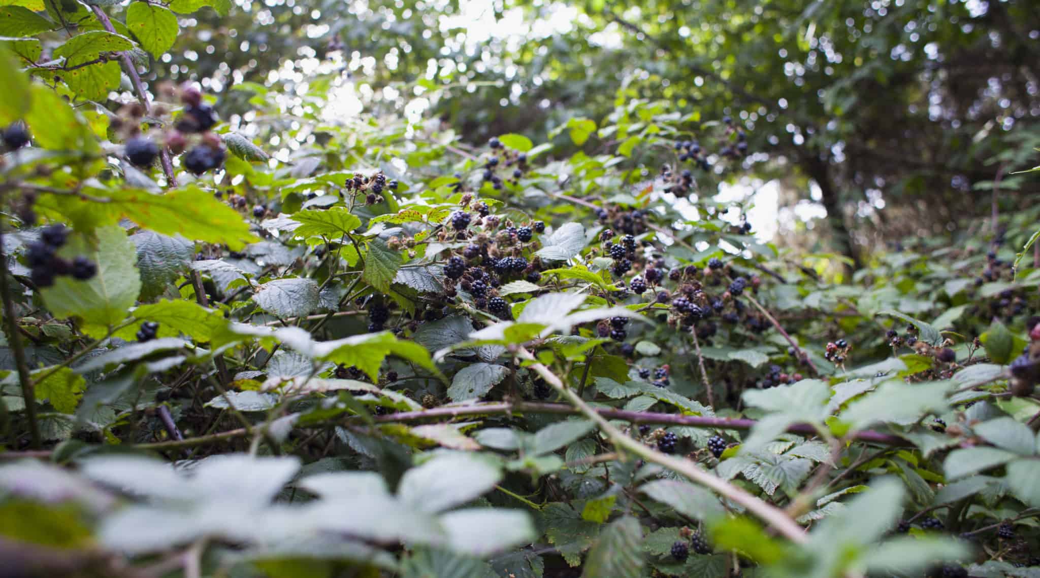 How to Create a Permaculture Food Forest - Tenth Acre Farm