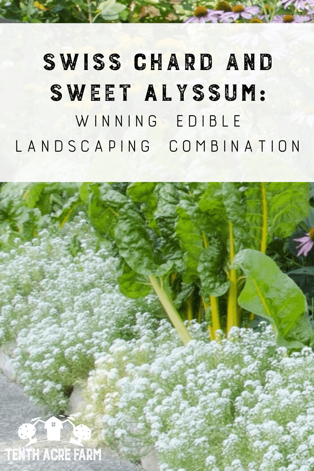 Swiss Chard and Sweet Alyssum: Winning Edible Landscaping Combination ...