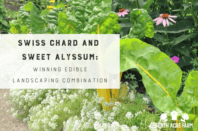Swiss Chard and Sweet Alyssum: Winning Edible Landscaping Combination ...