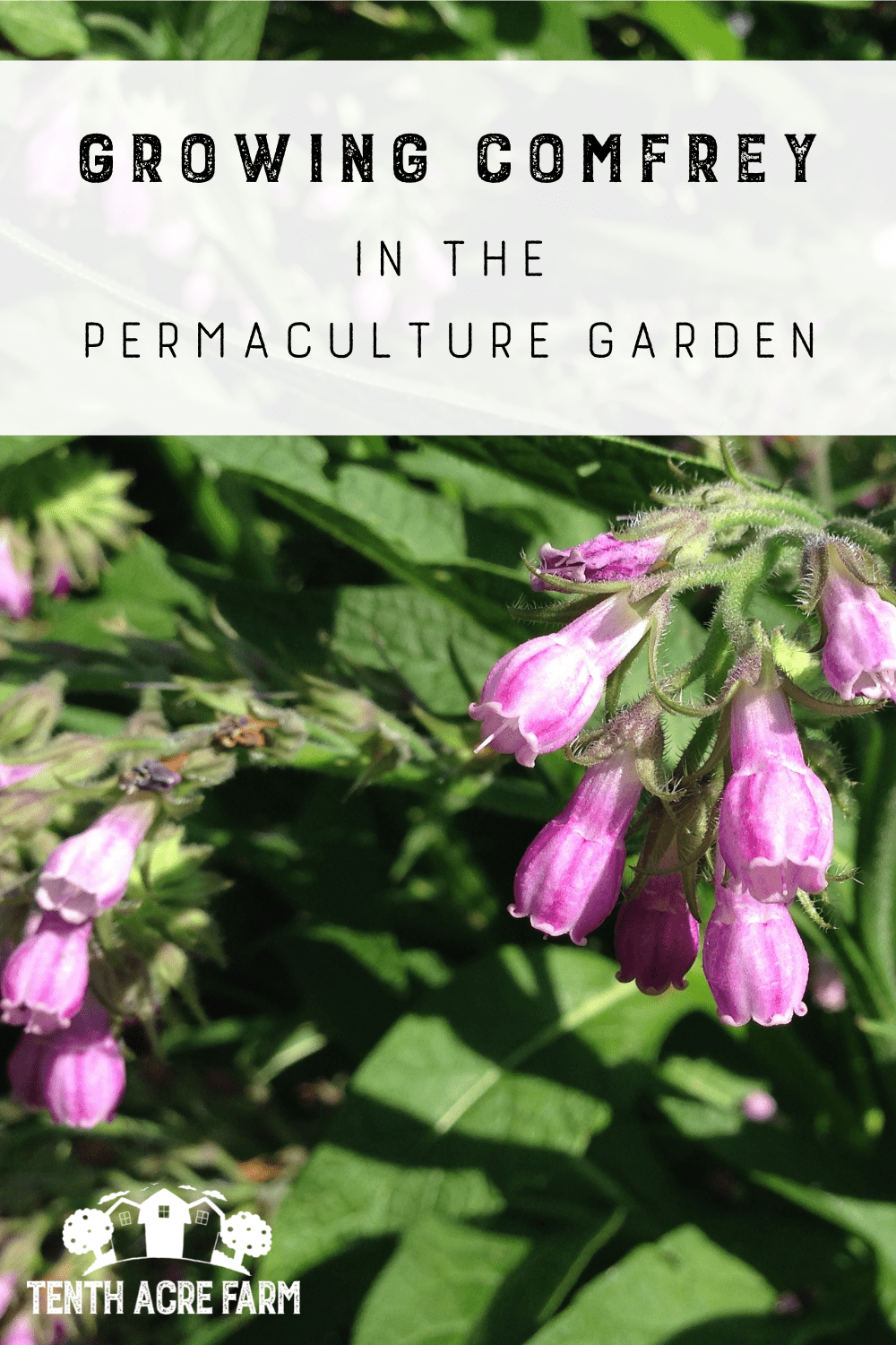 Growing Comfrey in the Permaculture Garden - Tenth Acre Farm