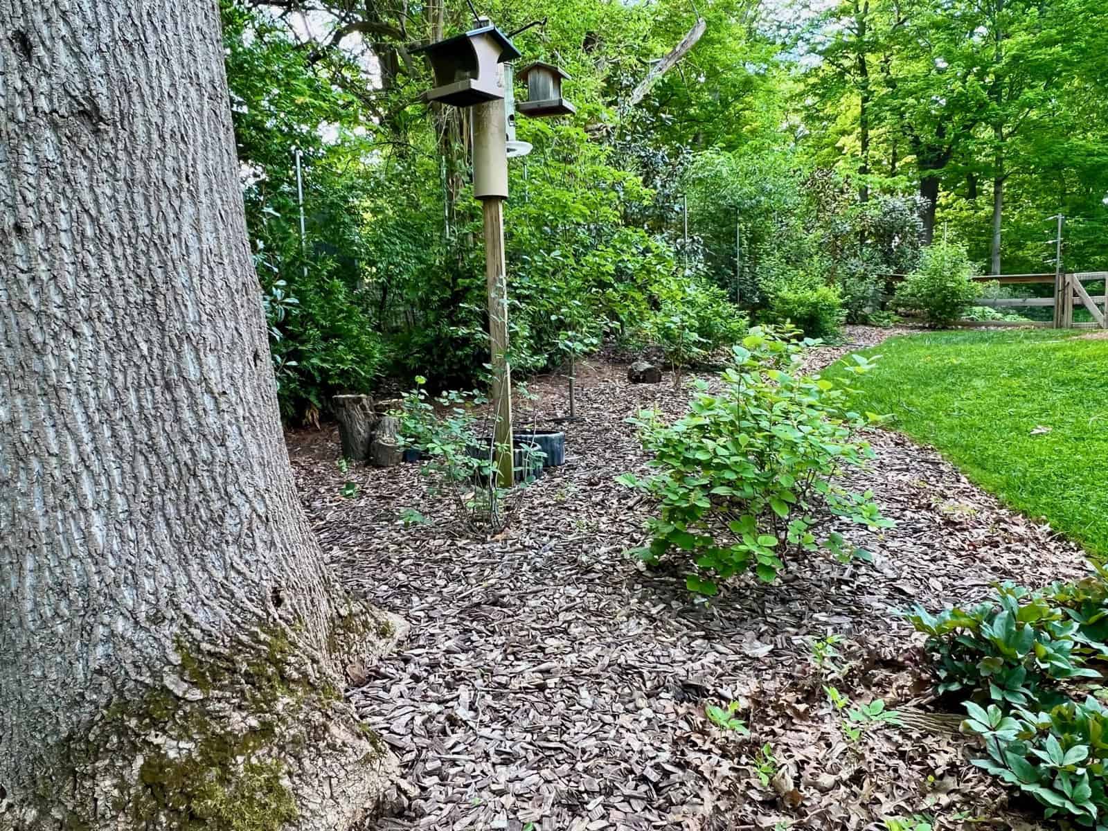 10 Reasons to Plant a Hedgerow in the Home Landscape - Tenth Acre Farm