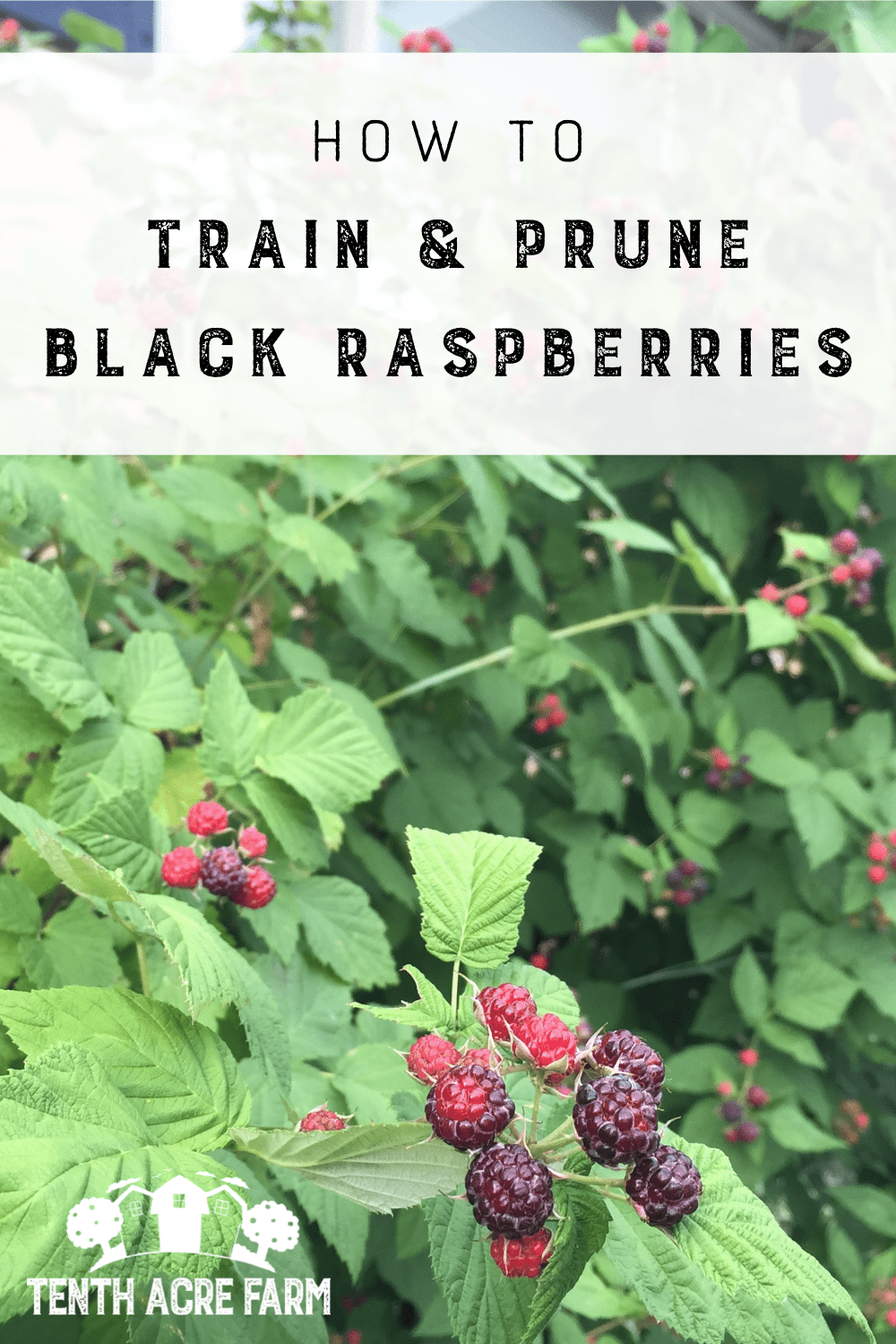 How To Train and Prune Black Raspberries - Tenth Acre Farm