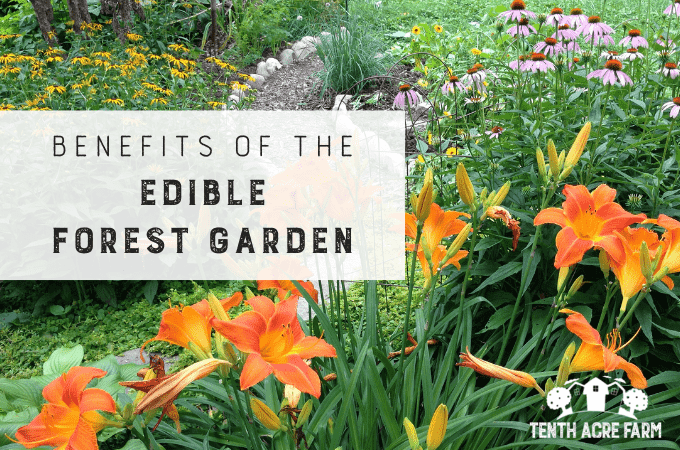 How to Create a Permaculture Food Forest - Tenth Acre Farm