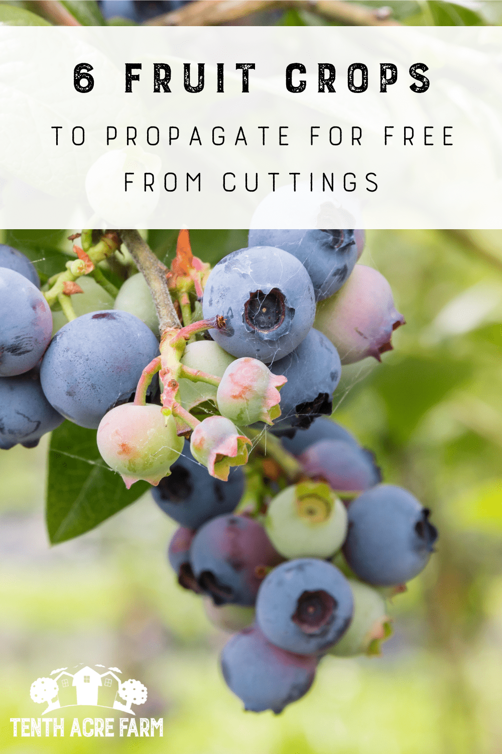 6 Fruit Crops to Propagate for Free from Cuttings - Tenth Acre Farm