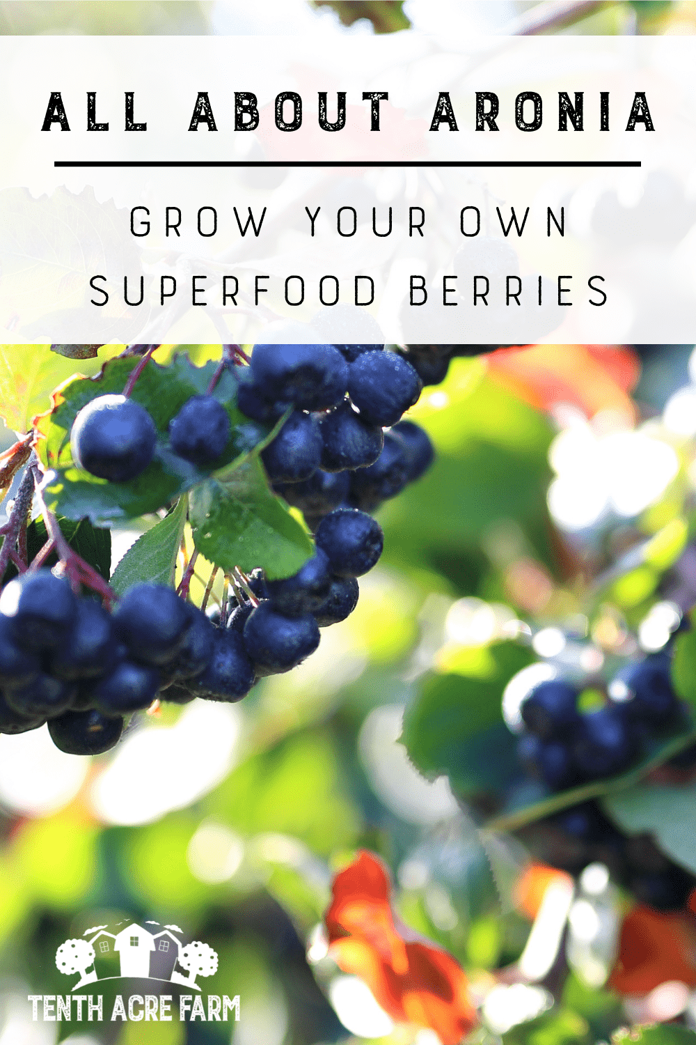 All About Aronia: Grow Your Own Superfood Berries - Tenth Acre Farm