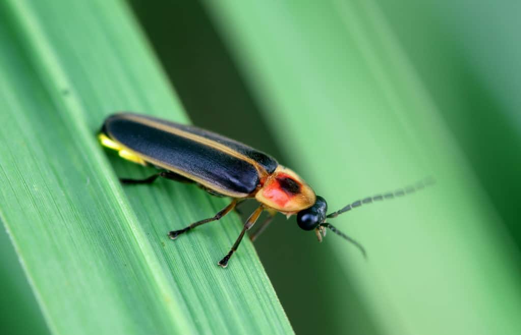 Fireflies in the Garden for Pest Control - Tenth Acre Farm