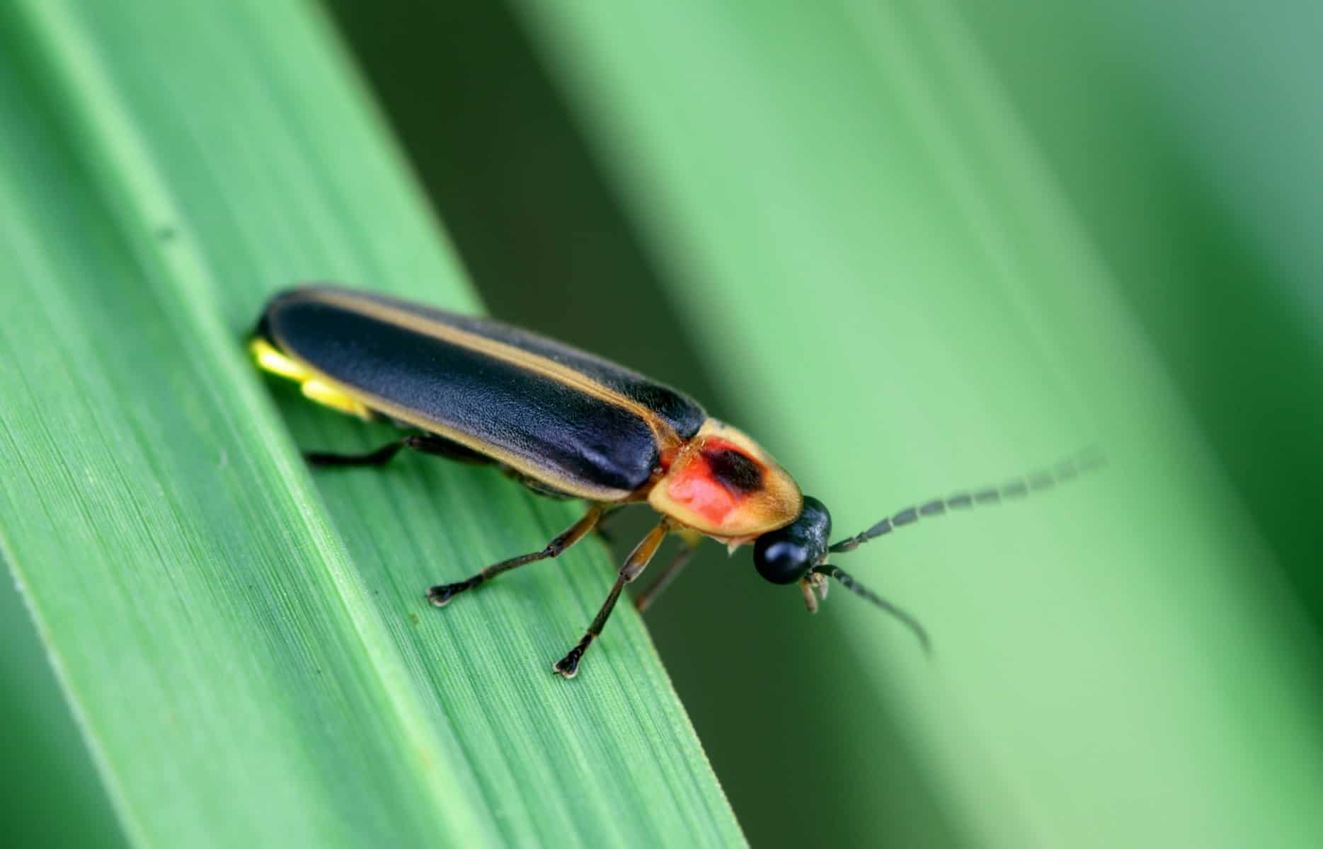Fireflies in the Garden for Pest Control - Tenth Acre Farm