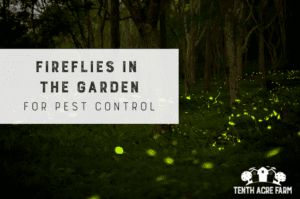 Fireflies in the Garden for Pest Control - Tenth Acre Farm