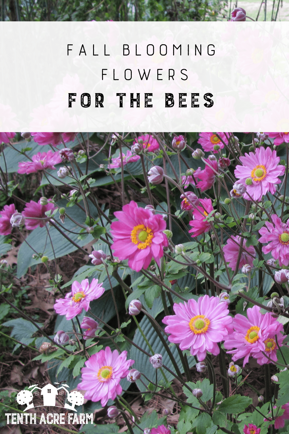 Fall Blooming Flowers for the Bees - Tenth Acre Farm