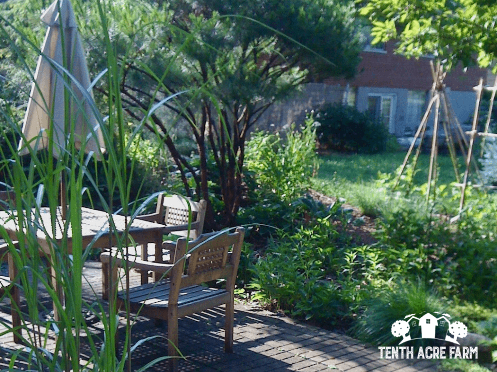 What Do You See? How to Use the Power of Observation in Permaculture ...