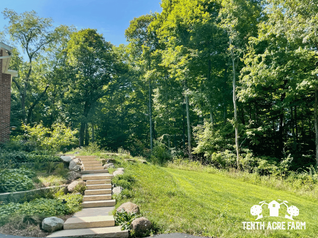 How to Plant a Hedgerow in the Home Landscape - Tenth Acre Farm