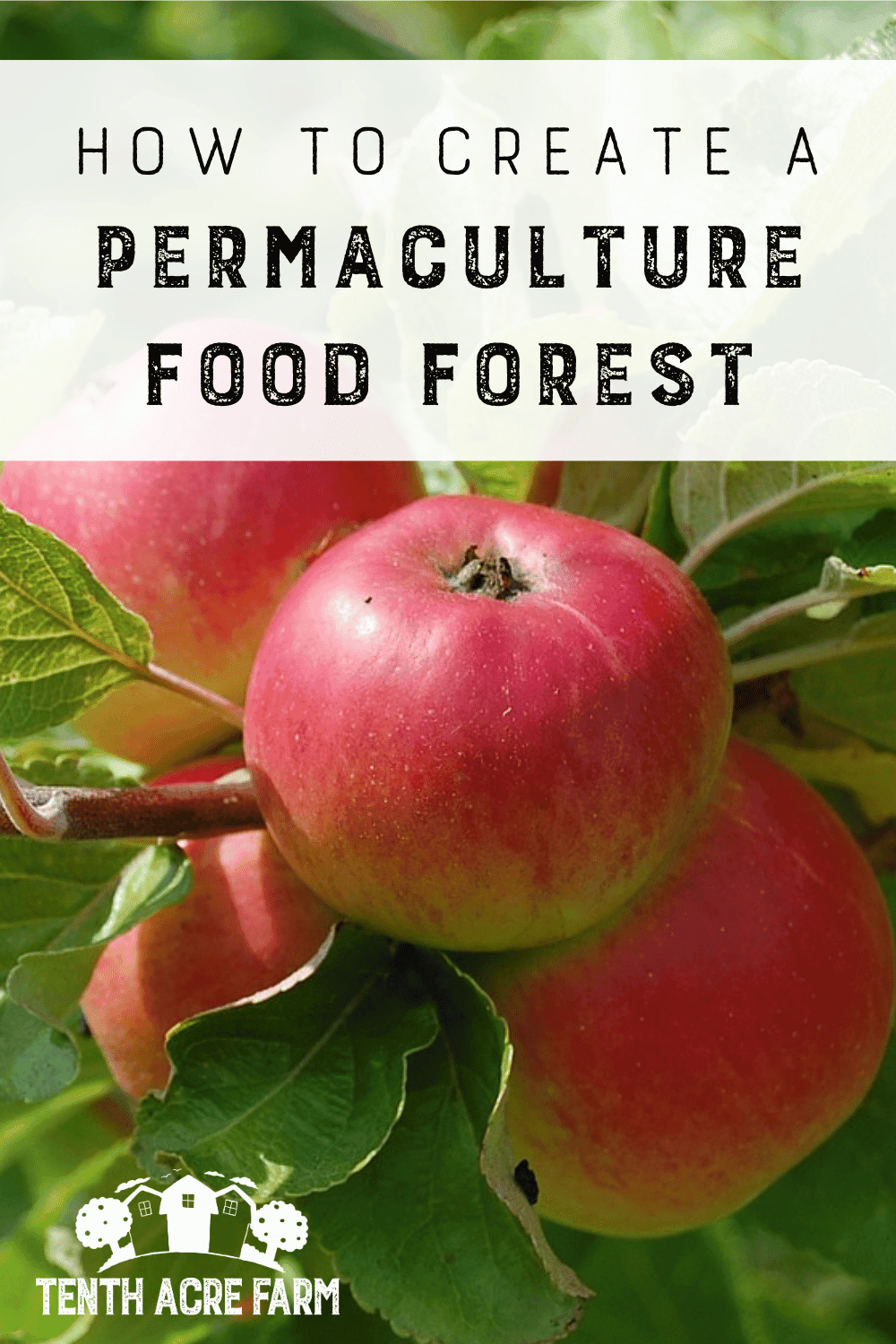 How to Create a Permaculture Food Forest - Tenth Acre Farm