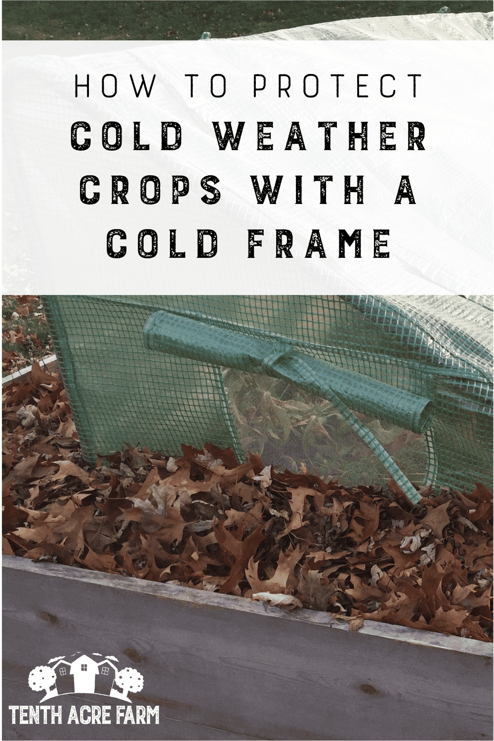 How to Protect Cold Weather Crops with a Cold Frame - Tenth Acre Farm